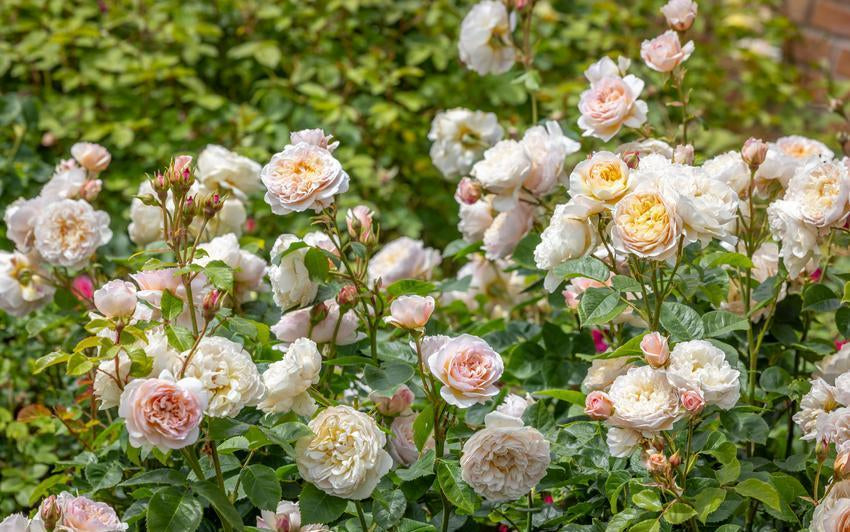 Transform your garden with bountiful borders: Explore our new rose bun