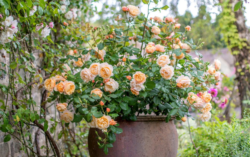 Container Gardening with English Roses