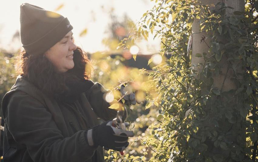 Shaping and Pruning Roses to Flower from Base to Tip | David Austin