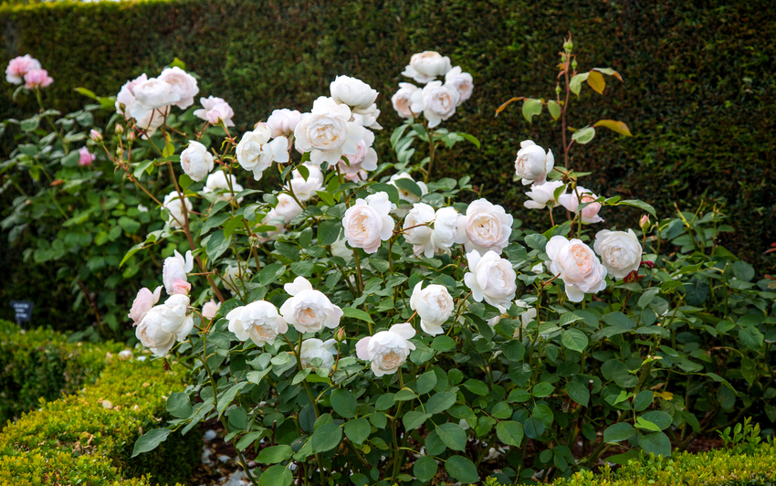 Planting Shrub Roses: How much room do they need?