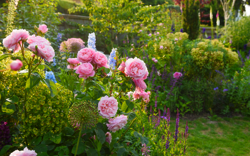 Brighten Your Garden with Roses