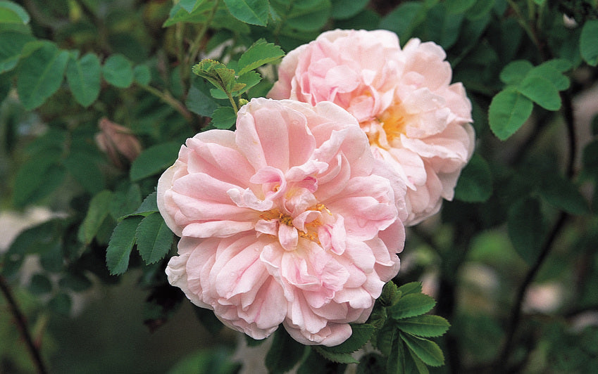 David C.H Austin’s love of Scottish roses and the rose that sparked hi