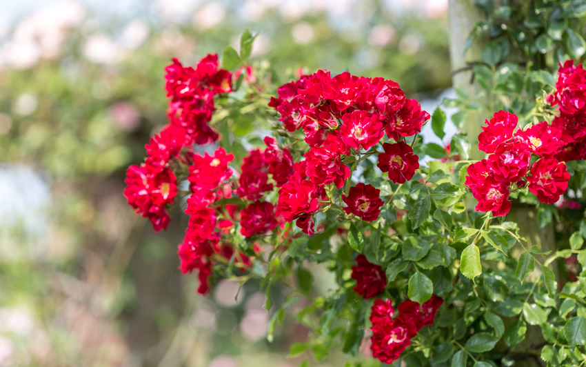 Creating Bold Red Rose Schemes