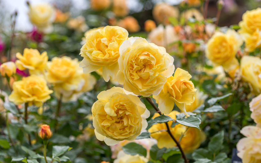 Yellow Rose Bush Varieties Sunshine Flower Carpet Rose Bushes For