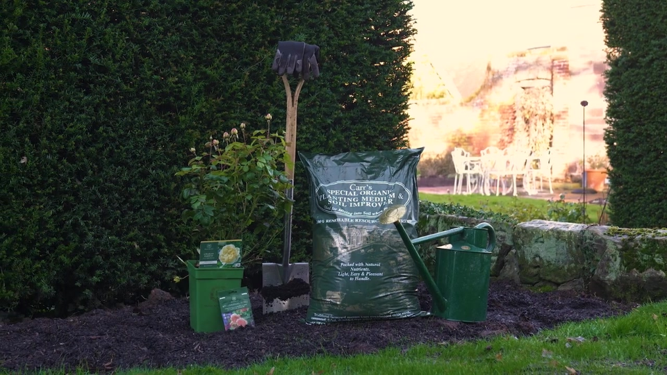 How to plant a potted rose