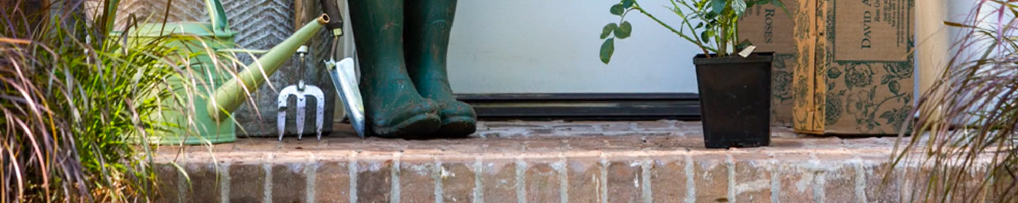 2-Quart Potted Roses - David Austin Roses