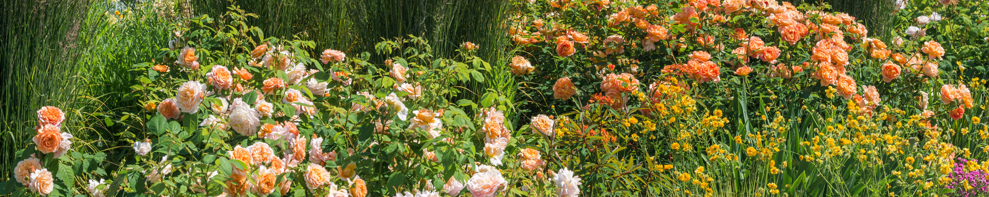 Apricot & Orange Roses - David Austin Roses
