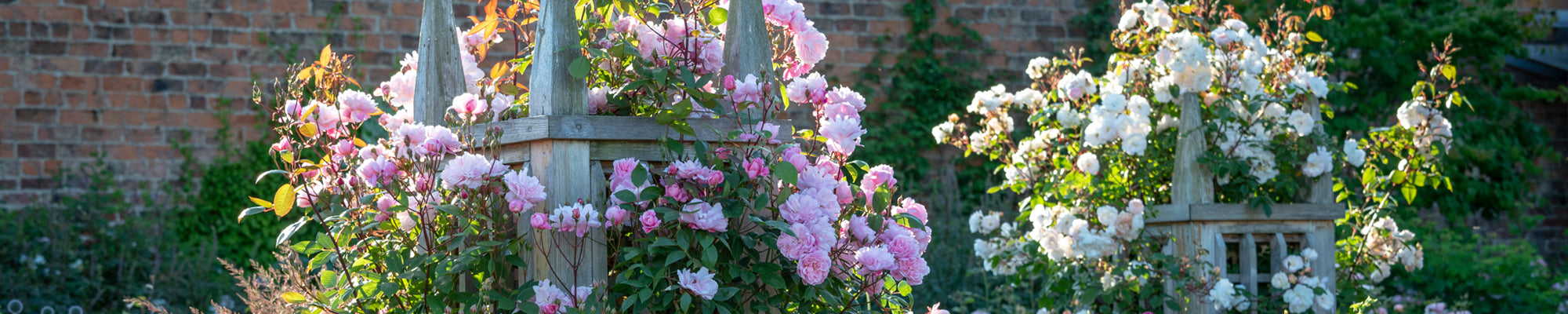Roses for Pillars & Obelisks - David Austin Roses