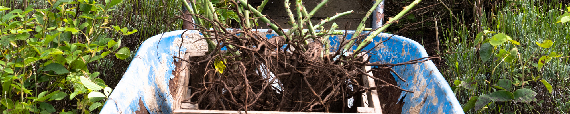 Bare Root Roses - David Austin Roses