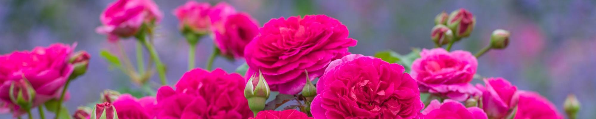 New Rose Varieties - David Austin Roses
