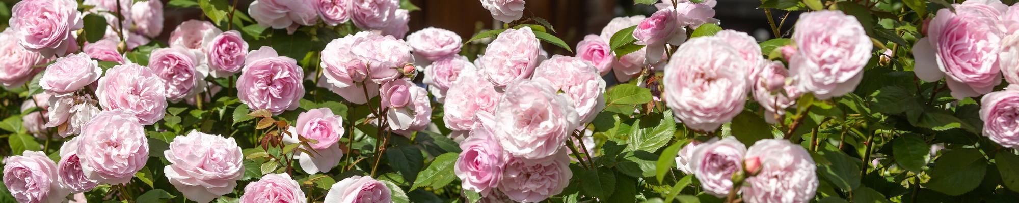 Bestselling Roses - David Austin Roses