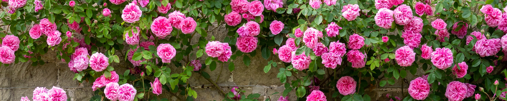 Climbing & Rambling Roses Ideal For