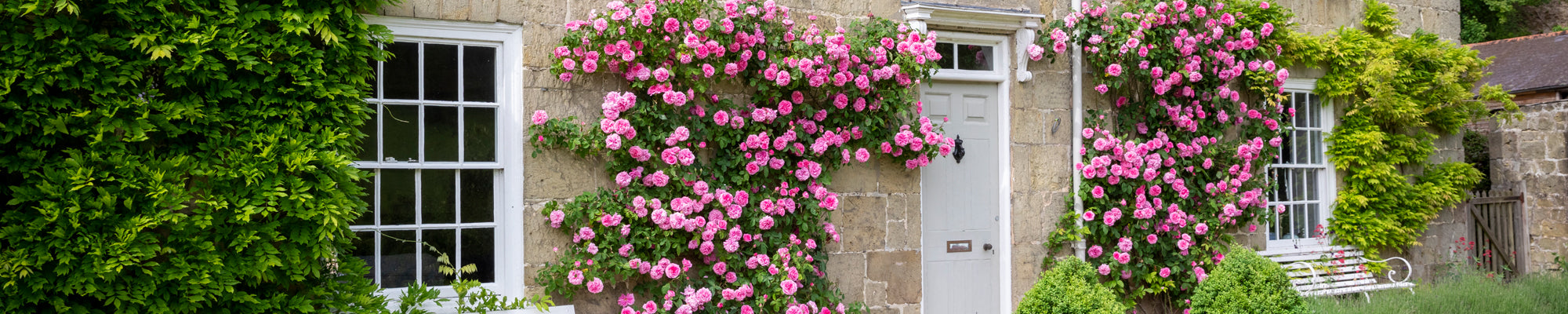 Roses for growing up the front of a house - David Austin Roses
