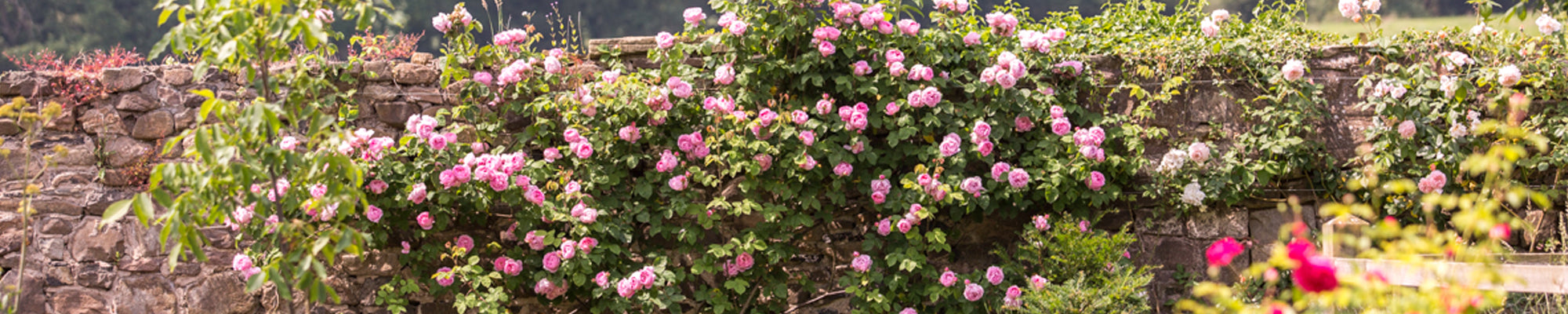 English Rose Climbers - David Austin Roses