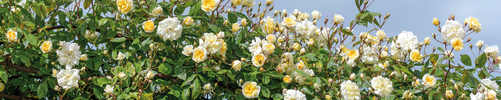 English Rose Rambling Roses - David Austin Roses