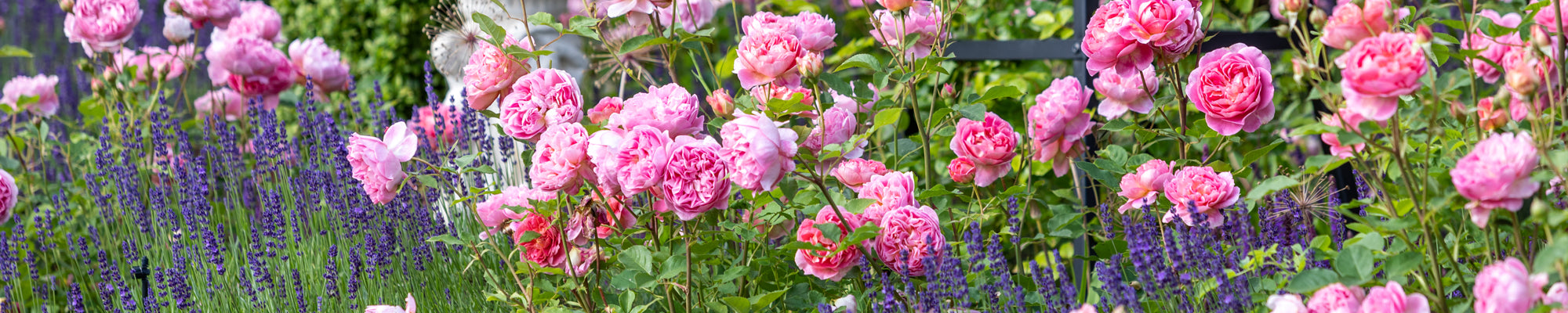 English Rose Shrubs - David Austin Roses