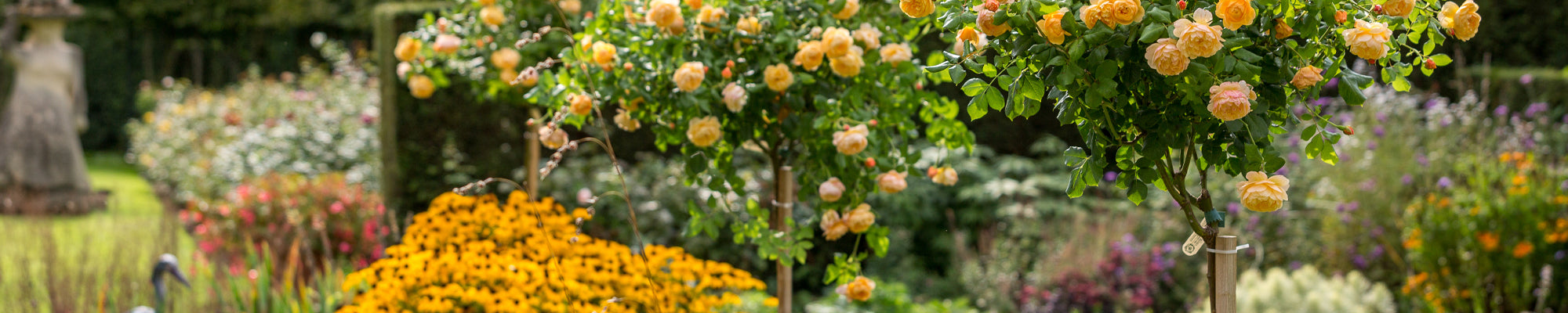 English Rose Trees - David Austin Roses