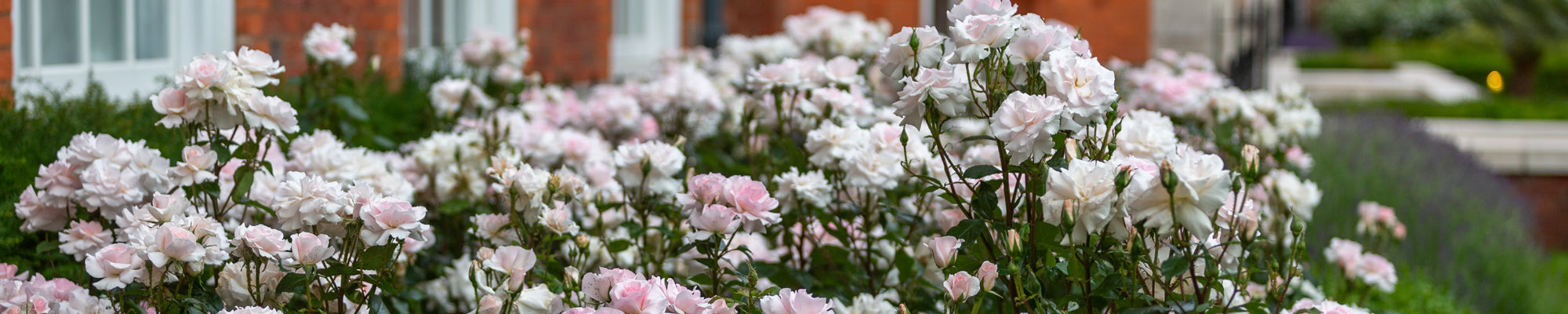 Hybrid Tea Roses - David Austin Roses