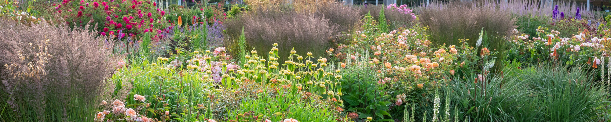 Roses ideal for mixed borders - David Austin Roses