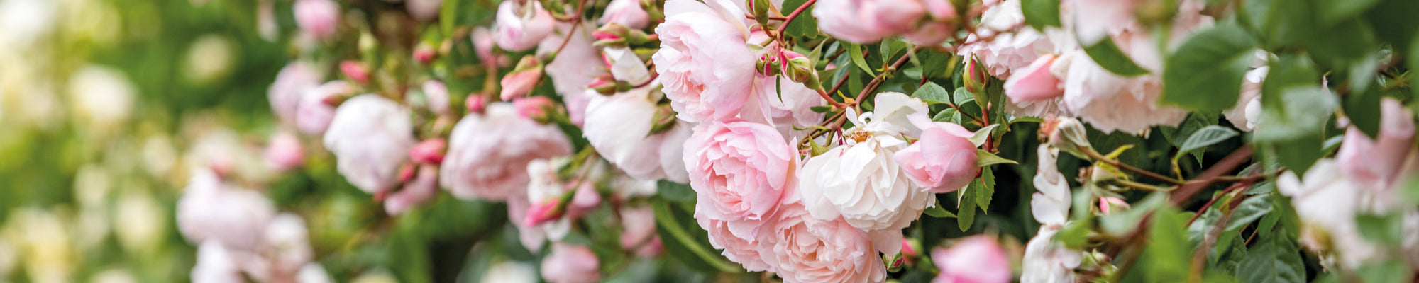 Most Fragrant Climbing Roses - David Austin Roses