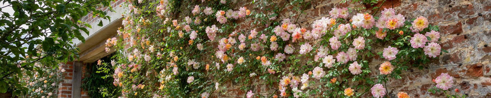Climbing Roses for North Facing Walls - David Austin Roses