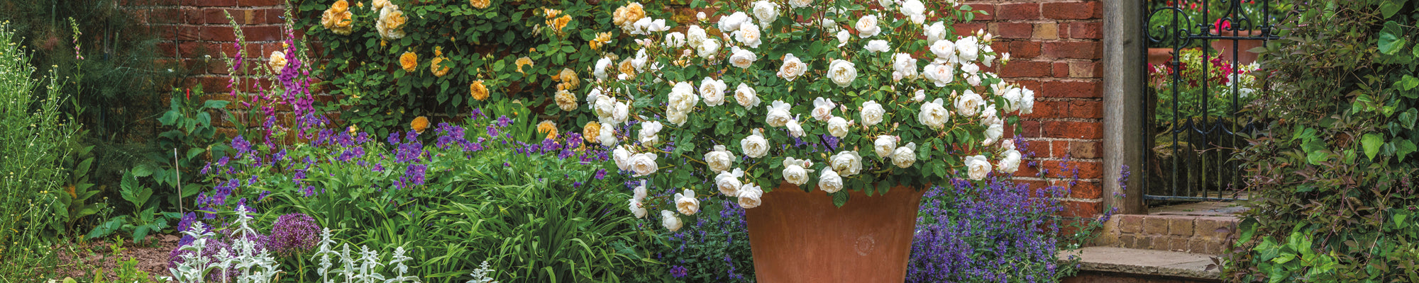 Roses for Growing in Pots and Containers - David Austin Roses