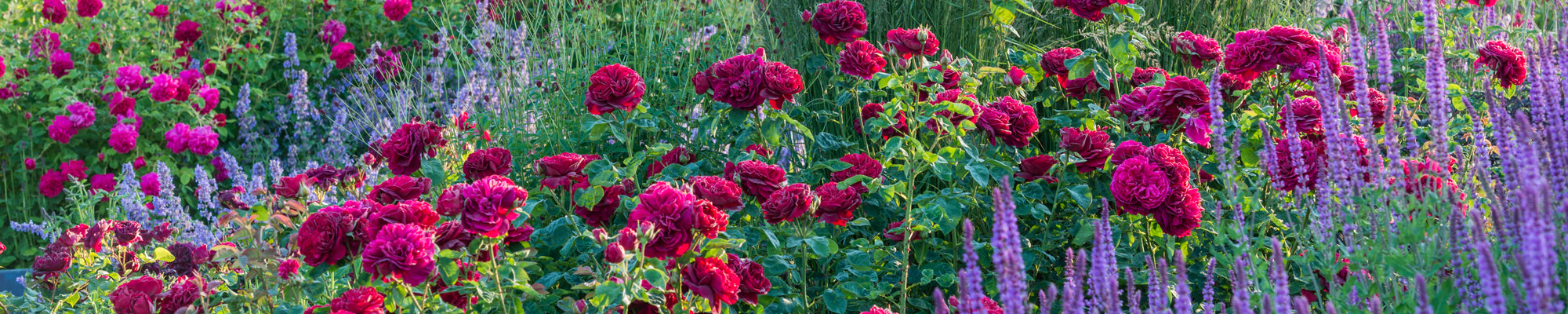 Roses Suitable for Zones 8 to 9 - David Austin Roses
