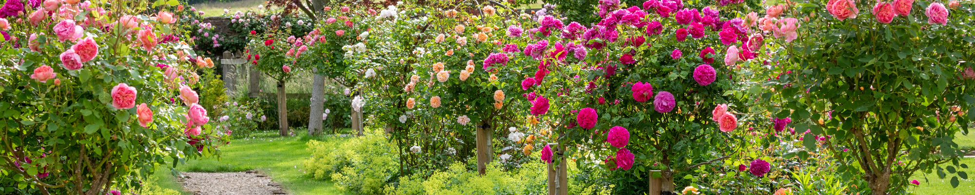 Tree Roses - David Austin Roses