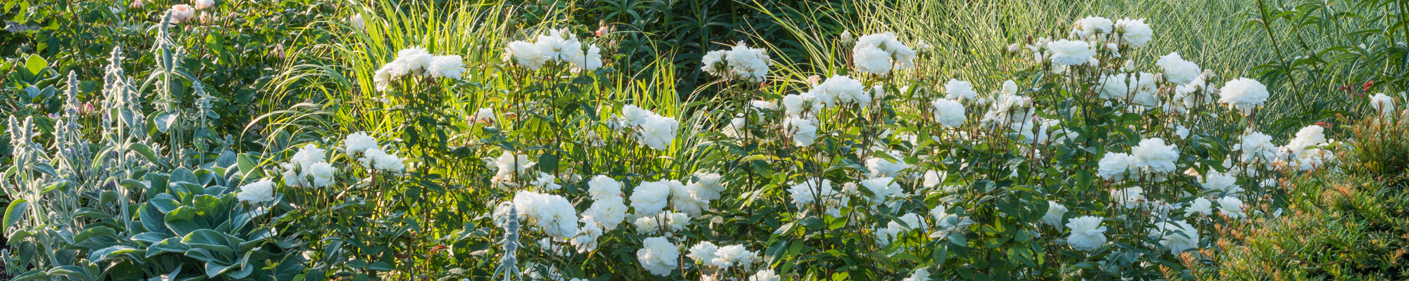 White & Cream Roses - David Austin Roses