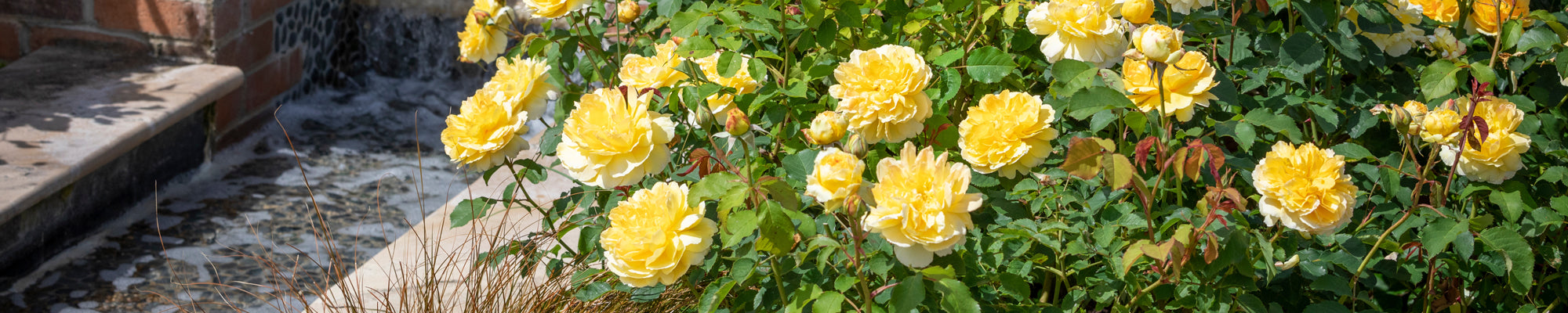Yellow Roses - David Austin Roses