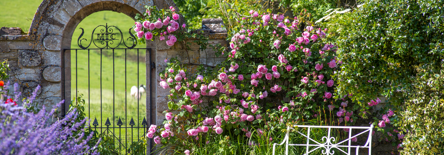 Transform Walls with Climbing Roses