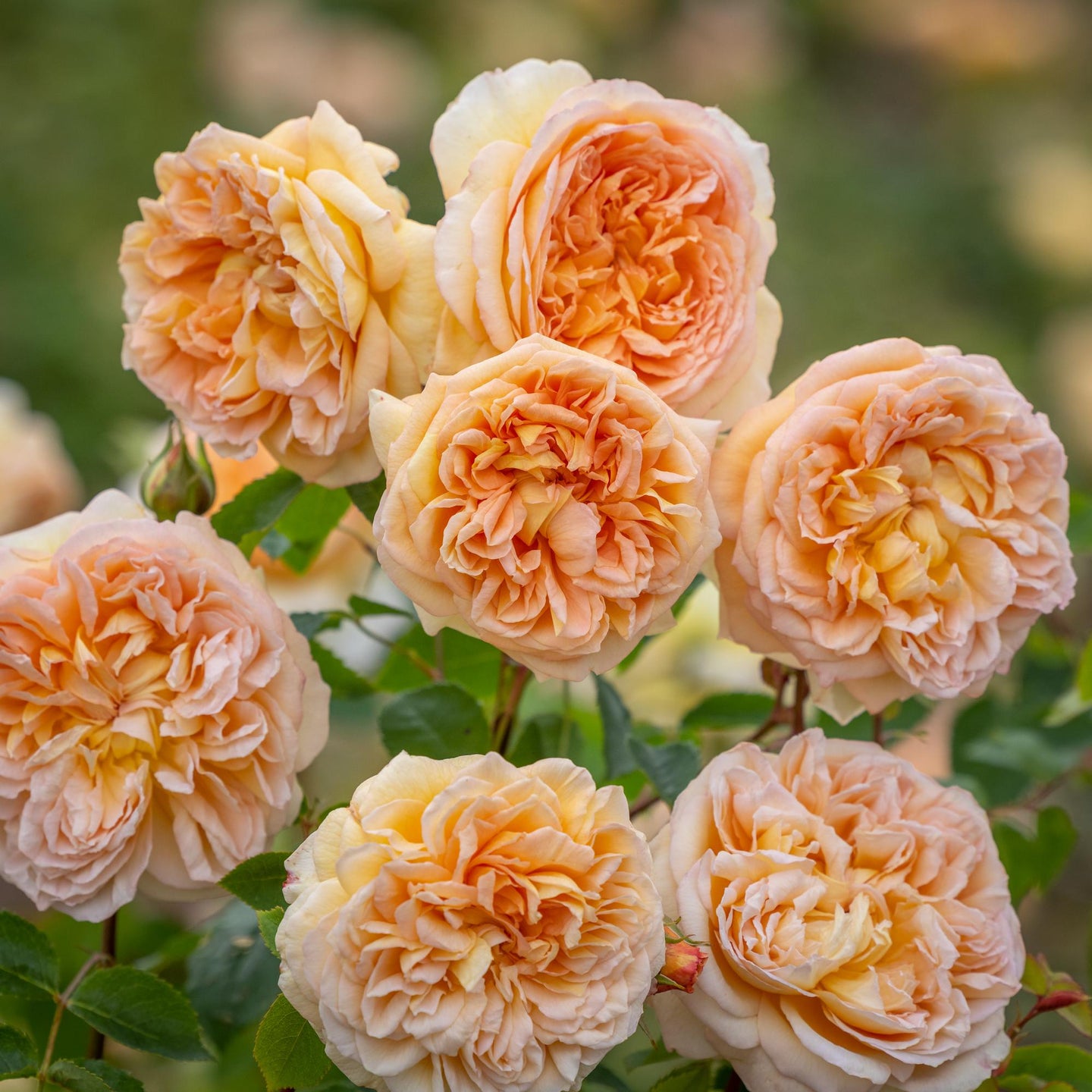 Bathsheba - David Austin Roses