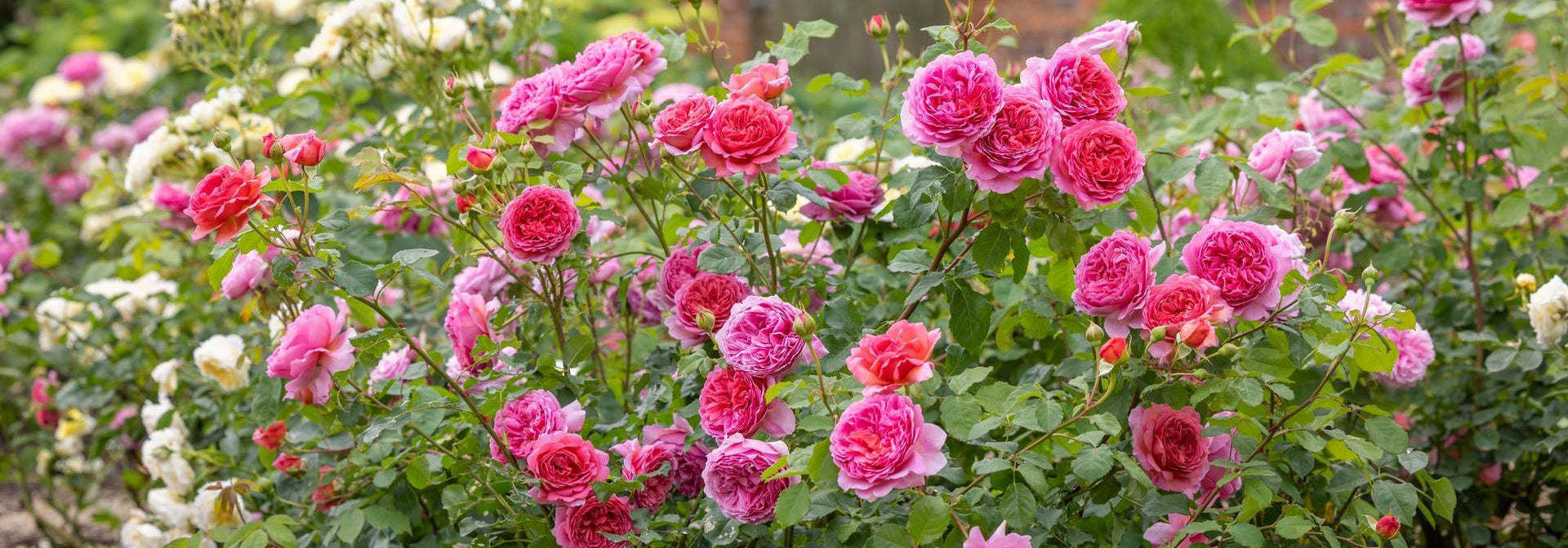 Flowers Fit for a King: Celebrating King Charles III Birthday with Roy