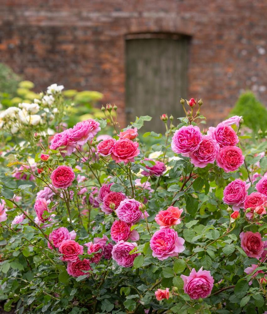 Flowers Fit for a King: Celebrating King Charles III Birthday with Roy