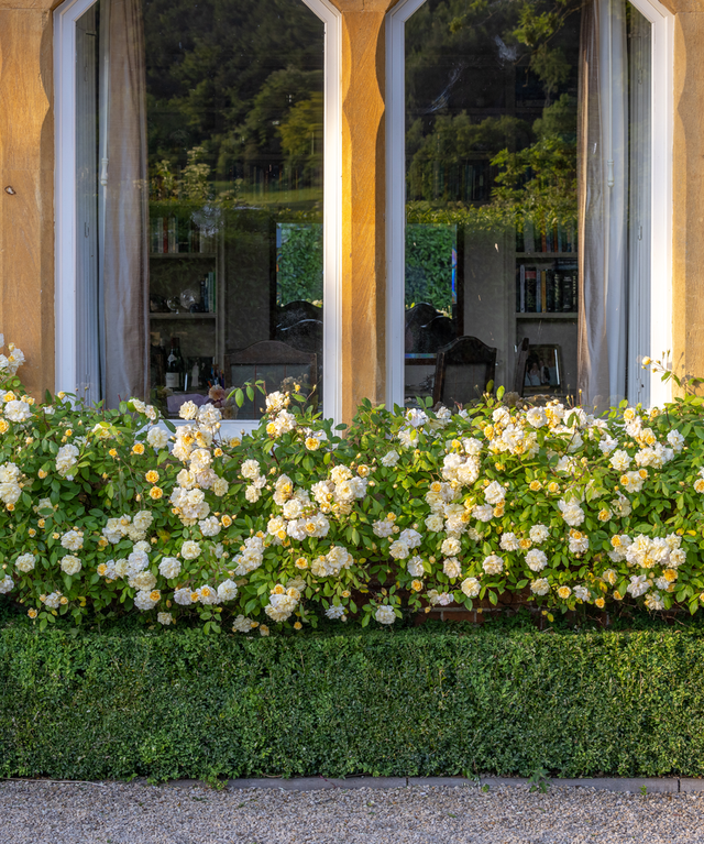 Create Impact with Rose Hedges