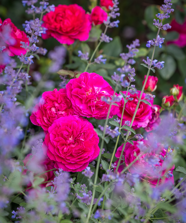 David Austin Roses - Bare root roses, Container roses, English Roses