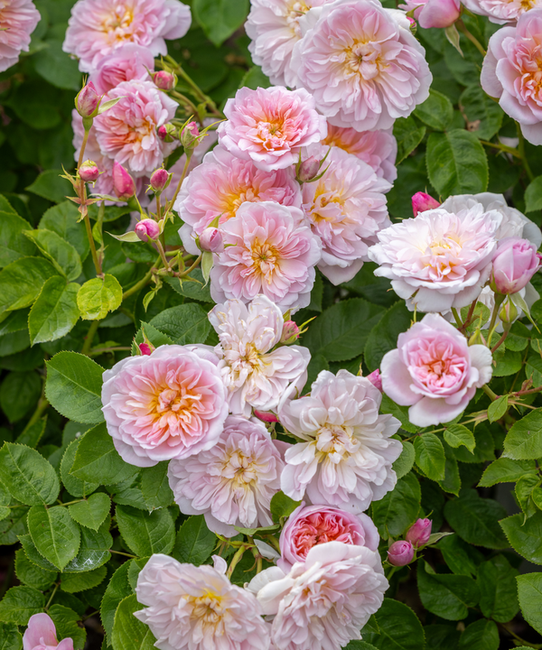 David Austin Roses - Bare root roses, Container roses, English Roses