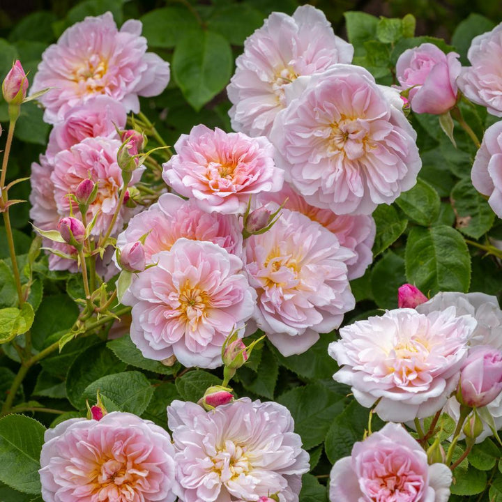 Our Most Beautifully Fragrant Roses - David Austin Roses
