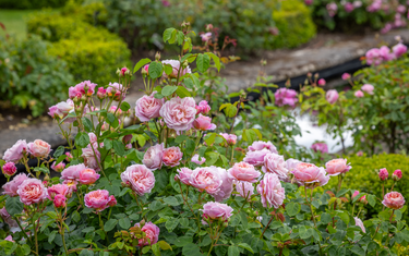 Rose Care by Climate