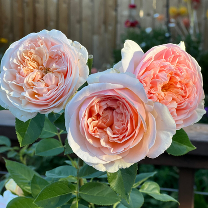 Evelyn (Aussaucer) | English Shrub Rose | David Austin Roses