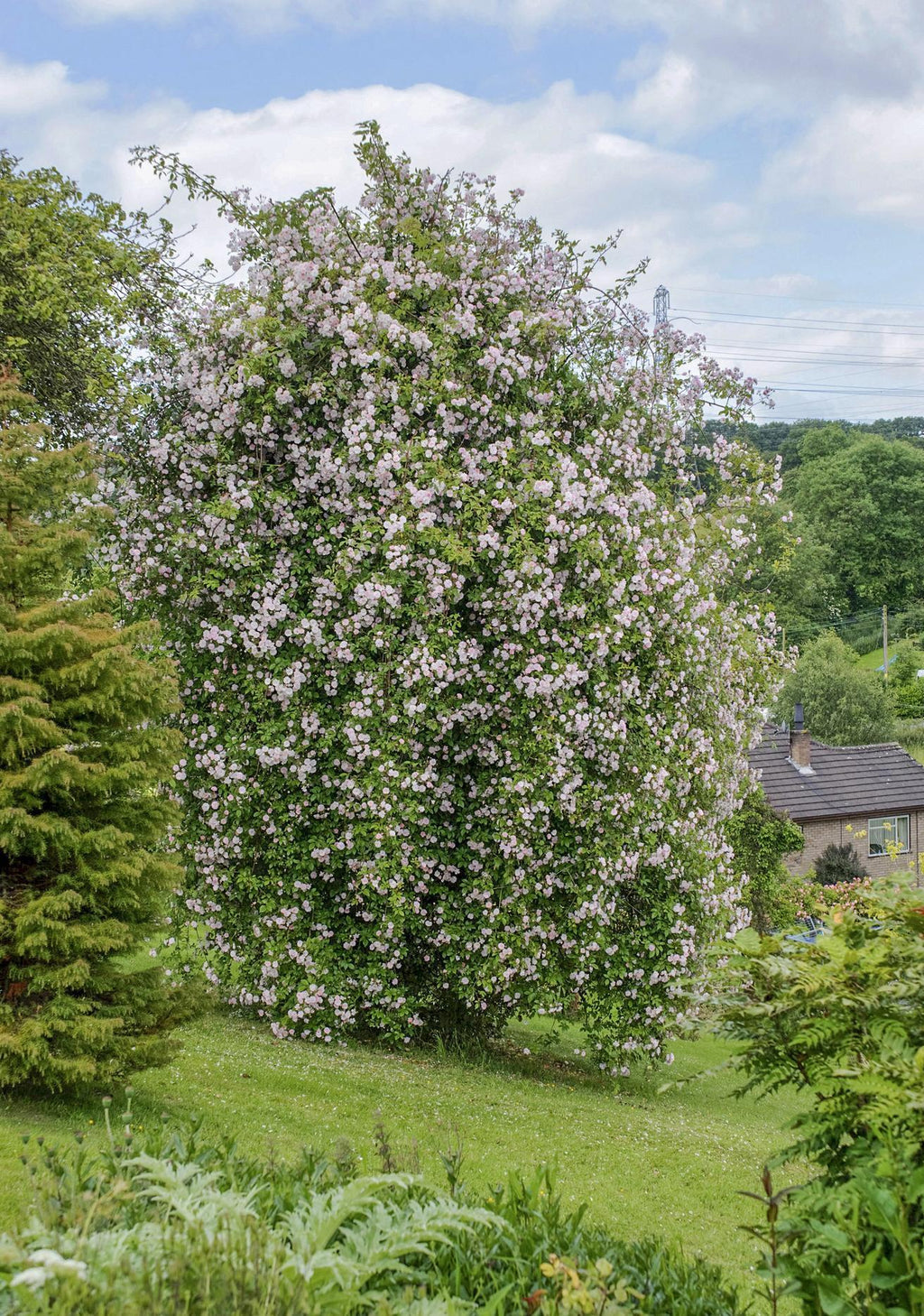 How to Plant Rambling Roses Up Trees | David Austin