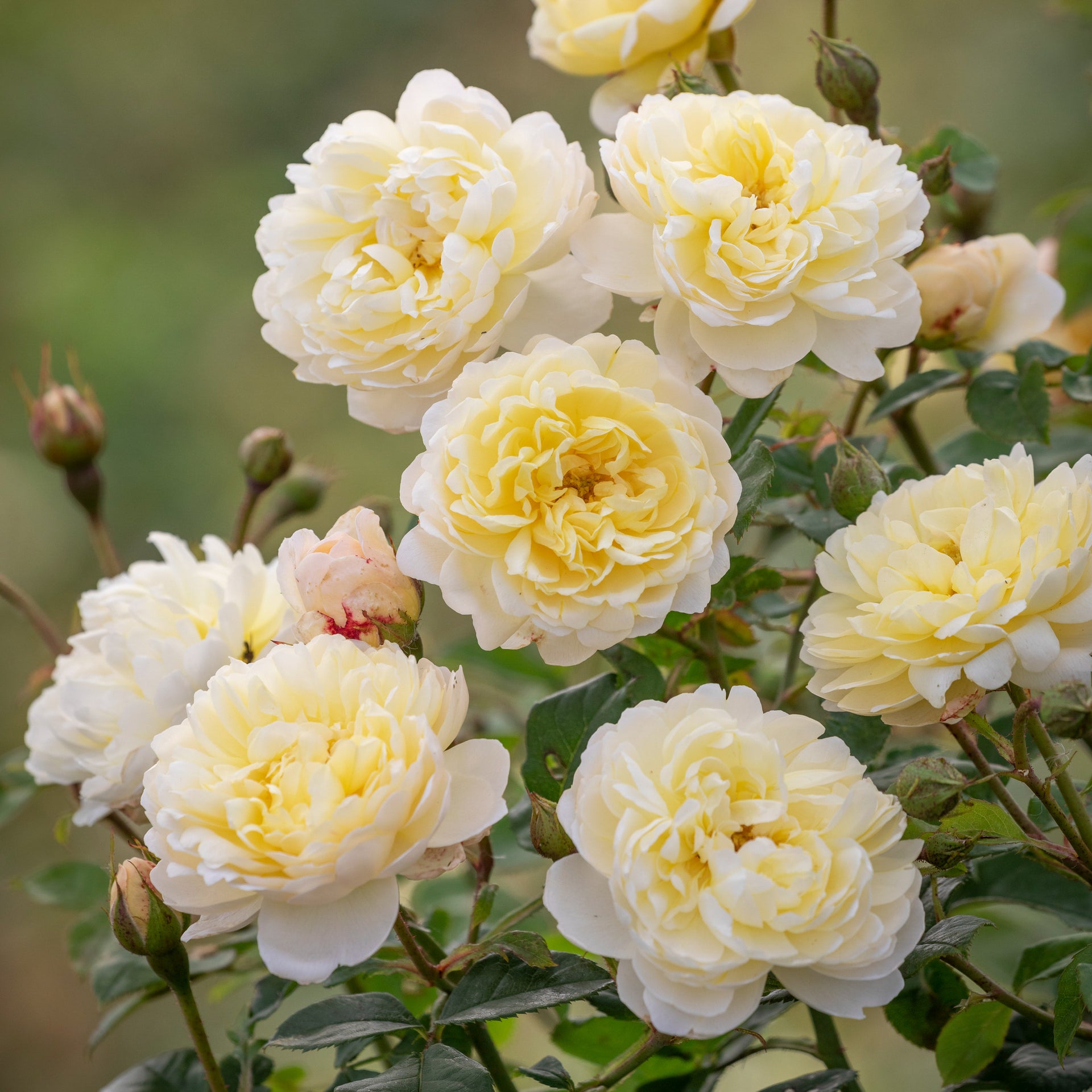 Yellow Roses - David Austin Roses