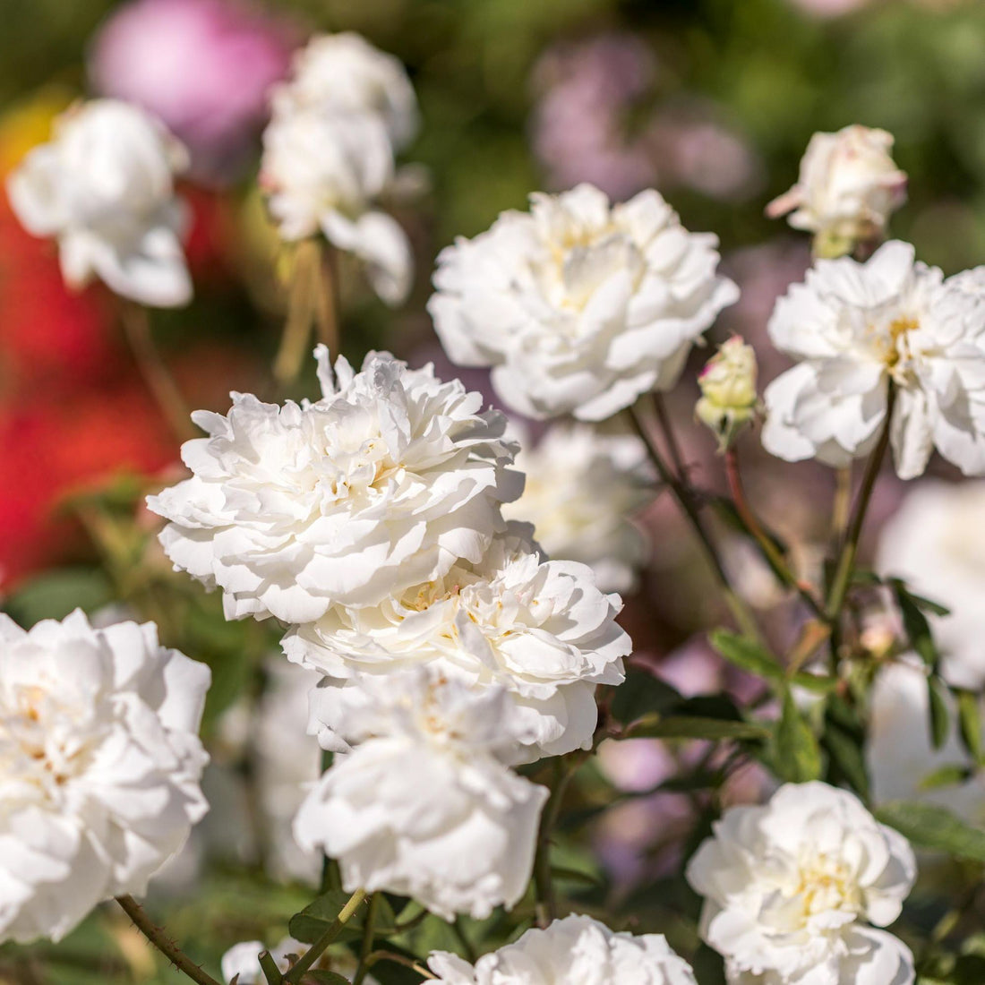 Susan Williams-Ellis (Ausquirk) | English Shrub Rose | David Austin Roses