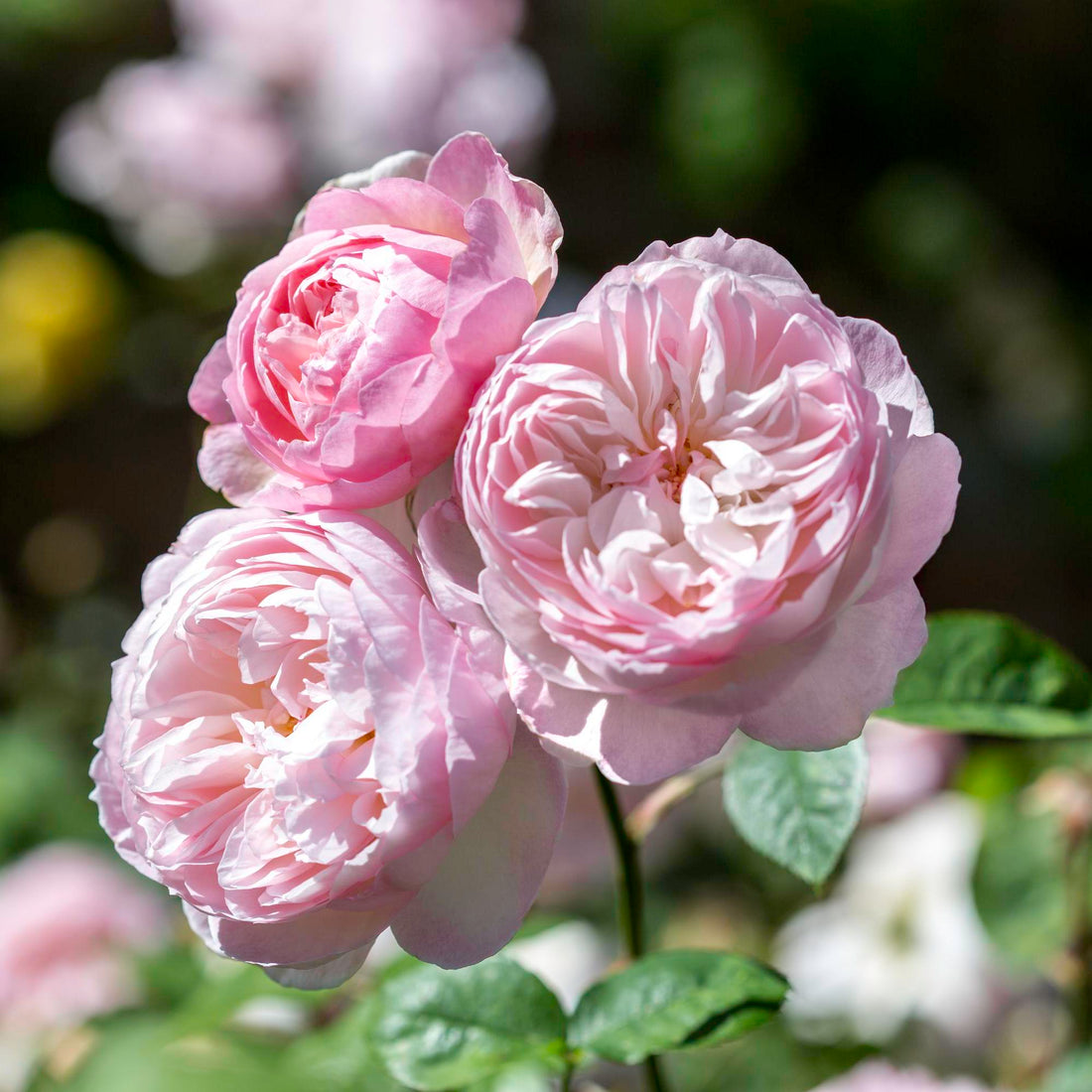 Rosa Gallica Officinalis: The Apothecary’s Rose in Shakespeare’s Garde