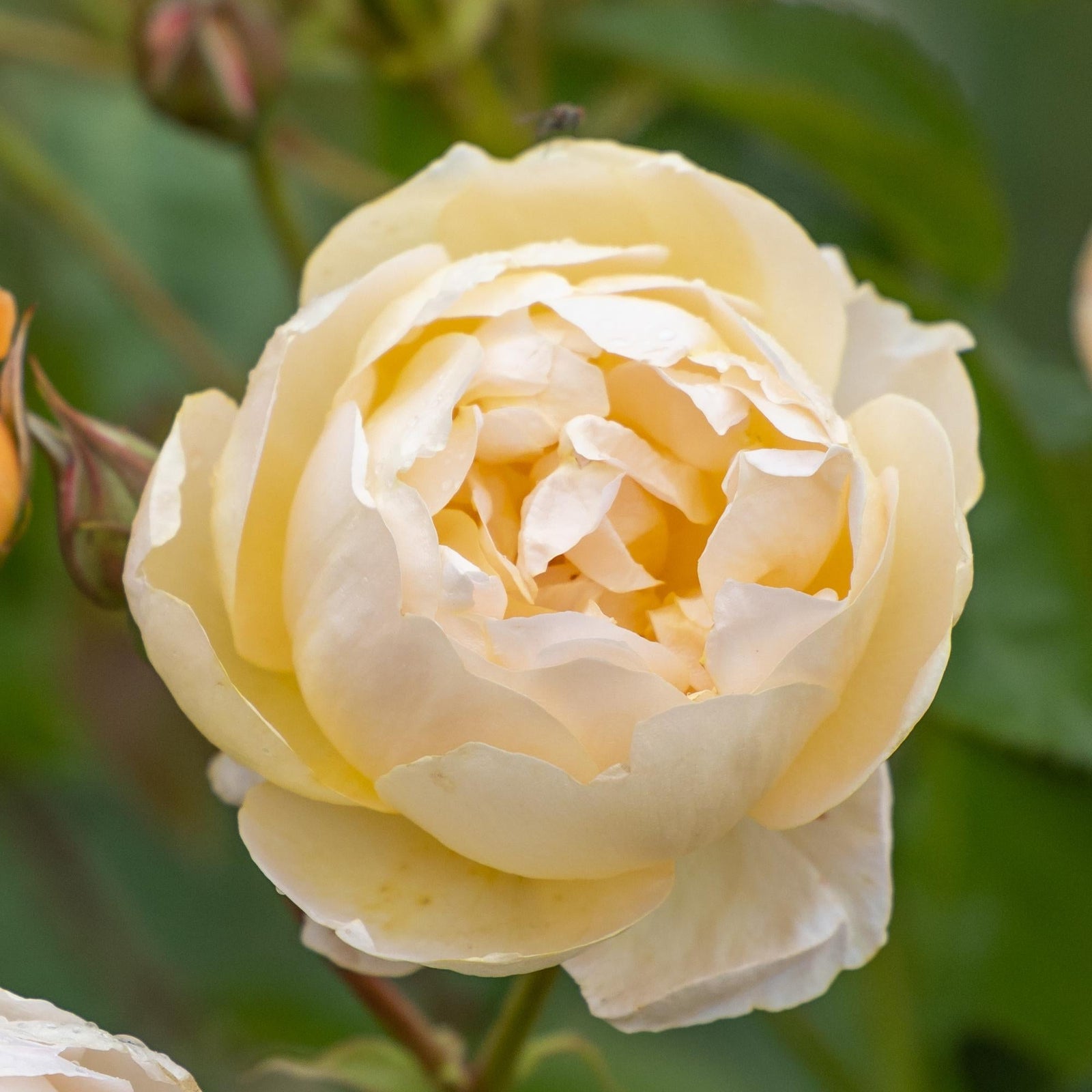 Dannahue (Ausa6b15) | English Shrub Rose | David Austin Roses