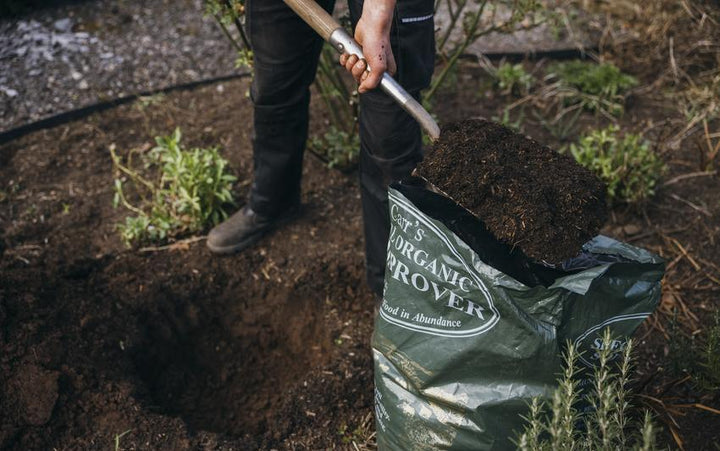 Bare Root Roses: Step-by-Step Guide for Gardens & Pots | David Austin