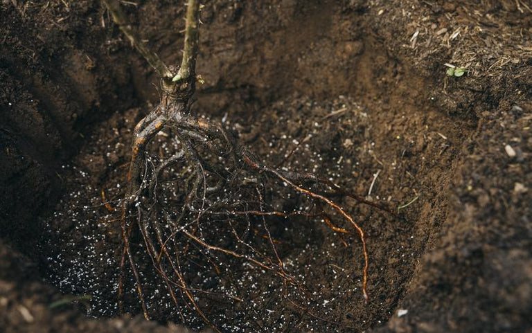 Bare Root Roses: Step-by-Step Guide for Gardens & Pots | David Austin