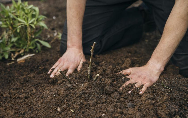 A Guide to Rose Planting Distances | David Austin