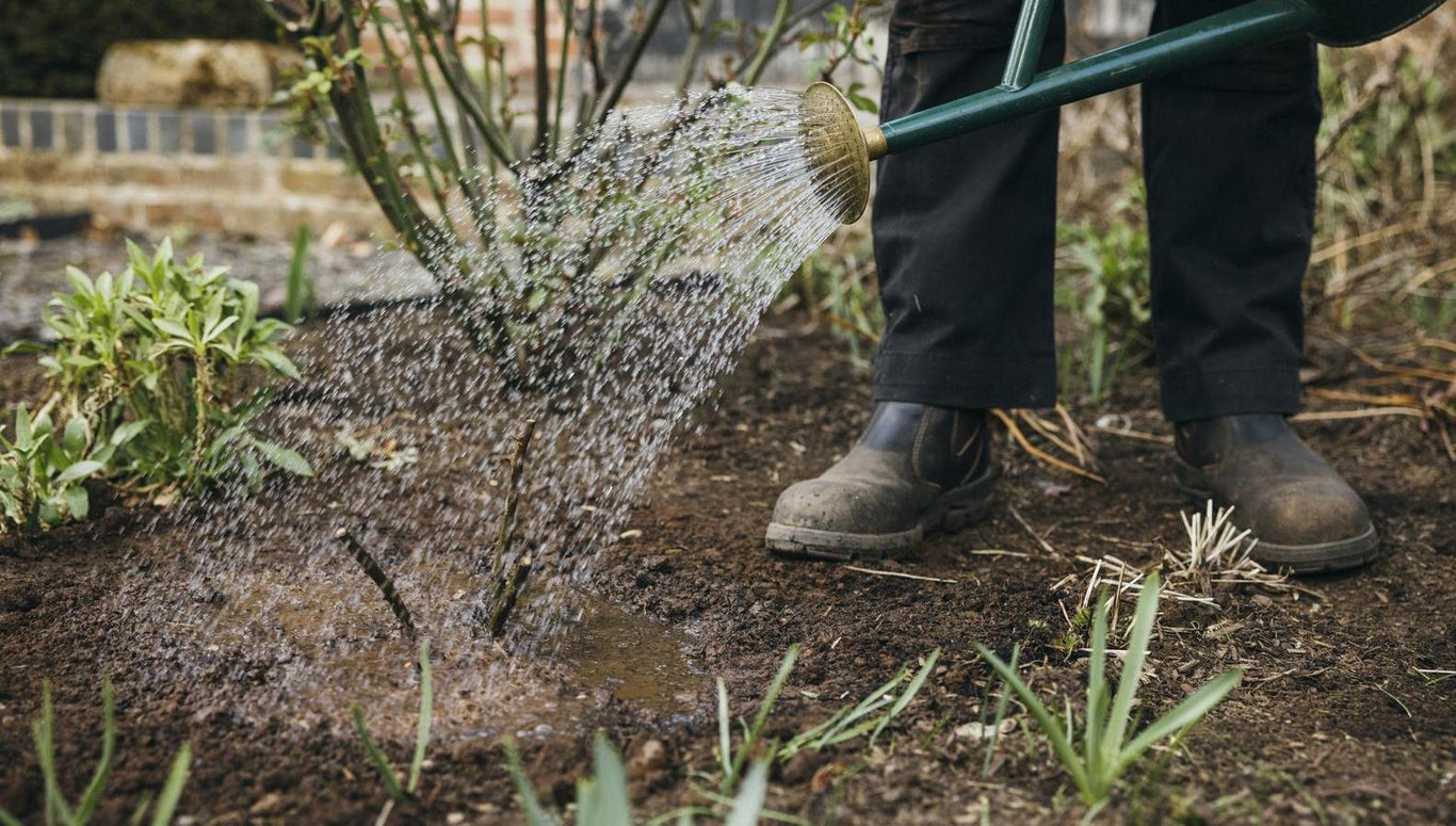 Planting Bare Root Climbing and Rambler Roses | David Austin