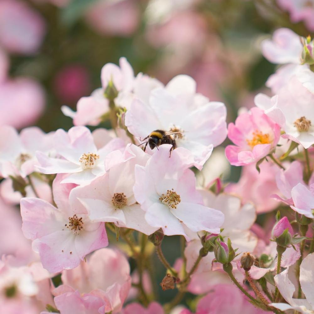 Roses to Welcome Pollinators into the Garden | David Austin